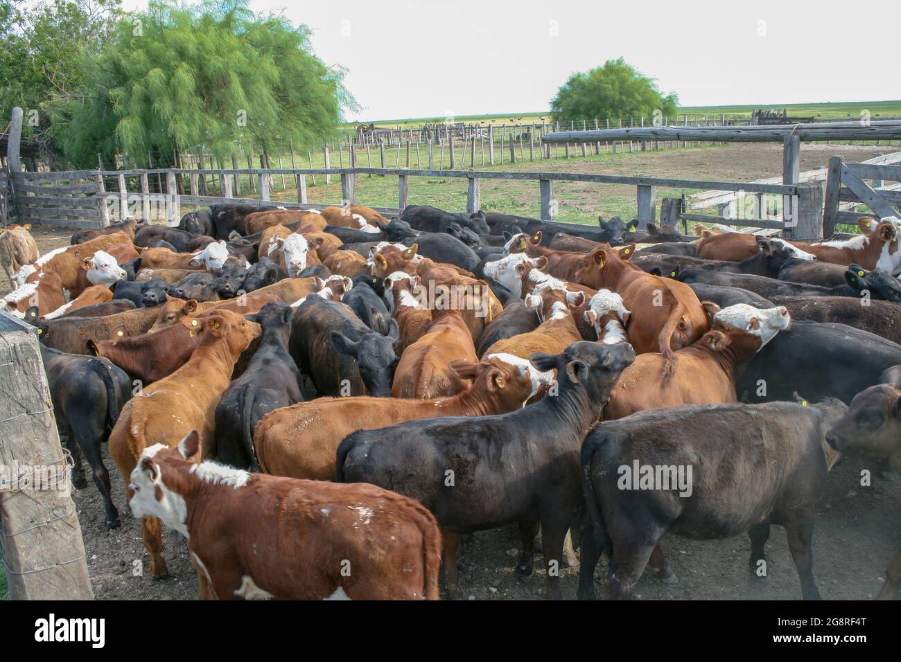 Group of many cattle in the livestock Stock Photo - Alamy