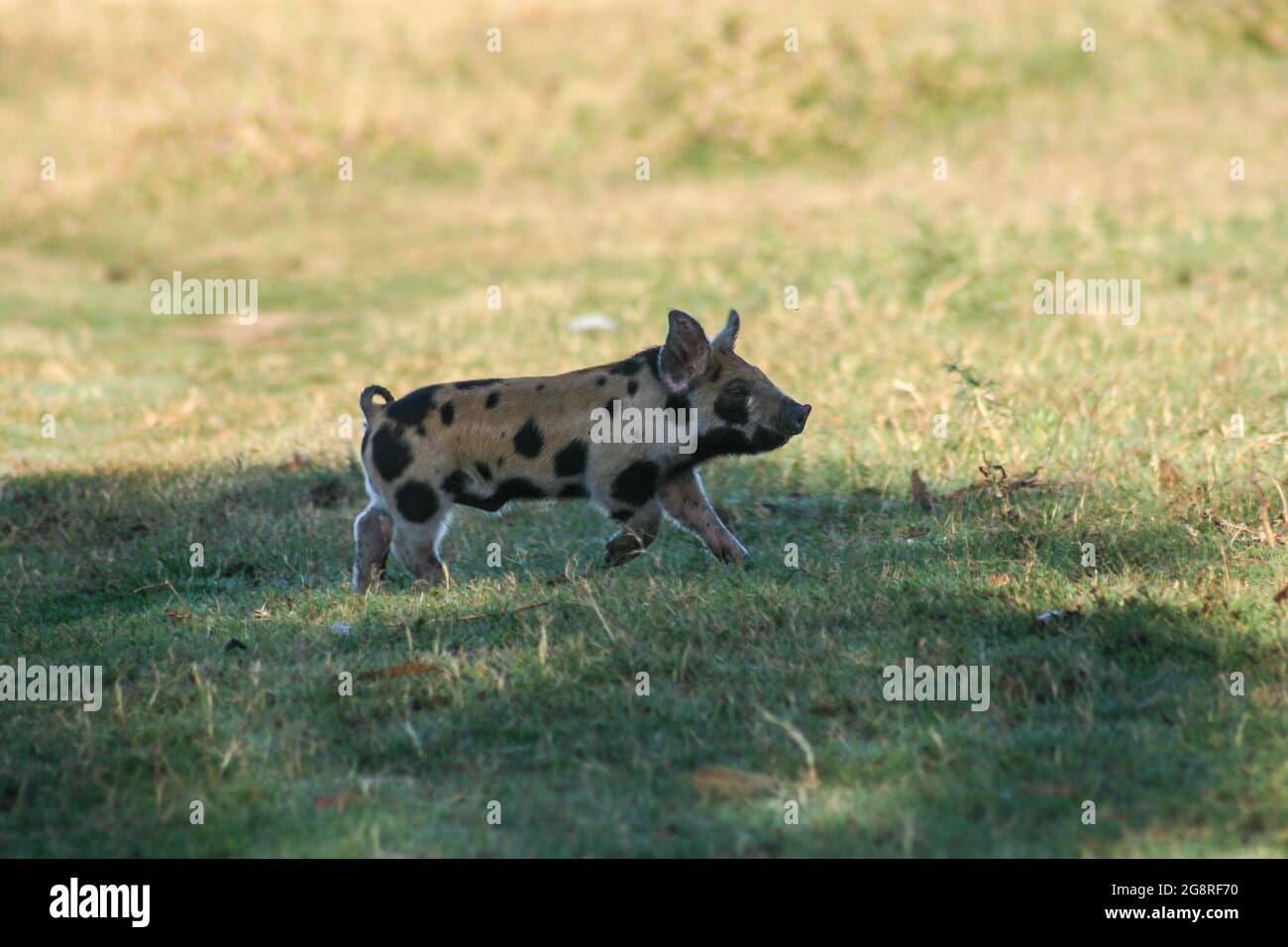 Little pig with black spots running in a field in Argentina Stock Photo ...