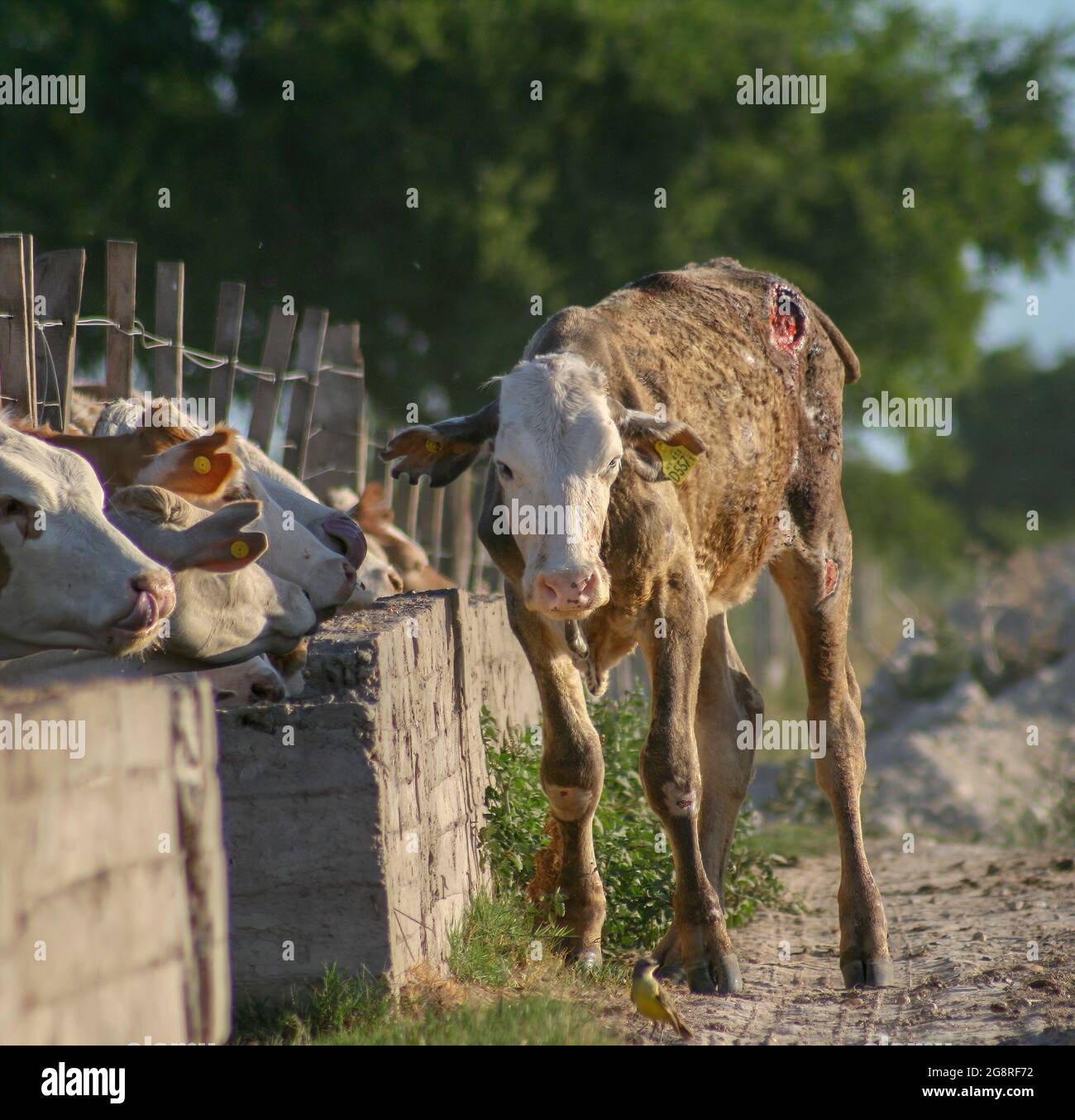 Livestock injured hi-res stock photography and images - Alamy