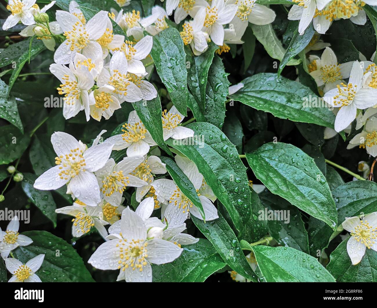 Drops ow water hi-res stock photography and images - Alamy
