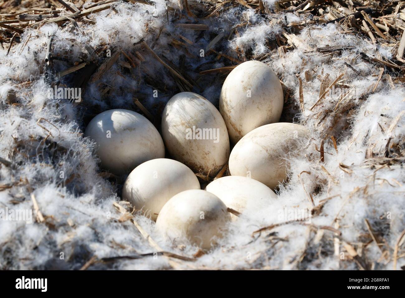 High-angle shot of Greater rhea eggs in nest Stock Photo - Alamy