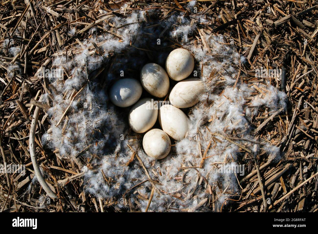 Top view of Greater rhea eggs in nest Stock Photo - Alamy