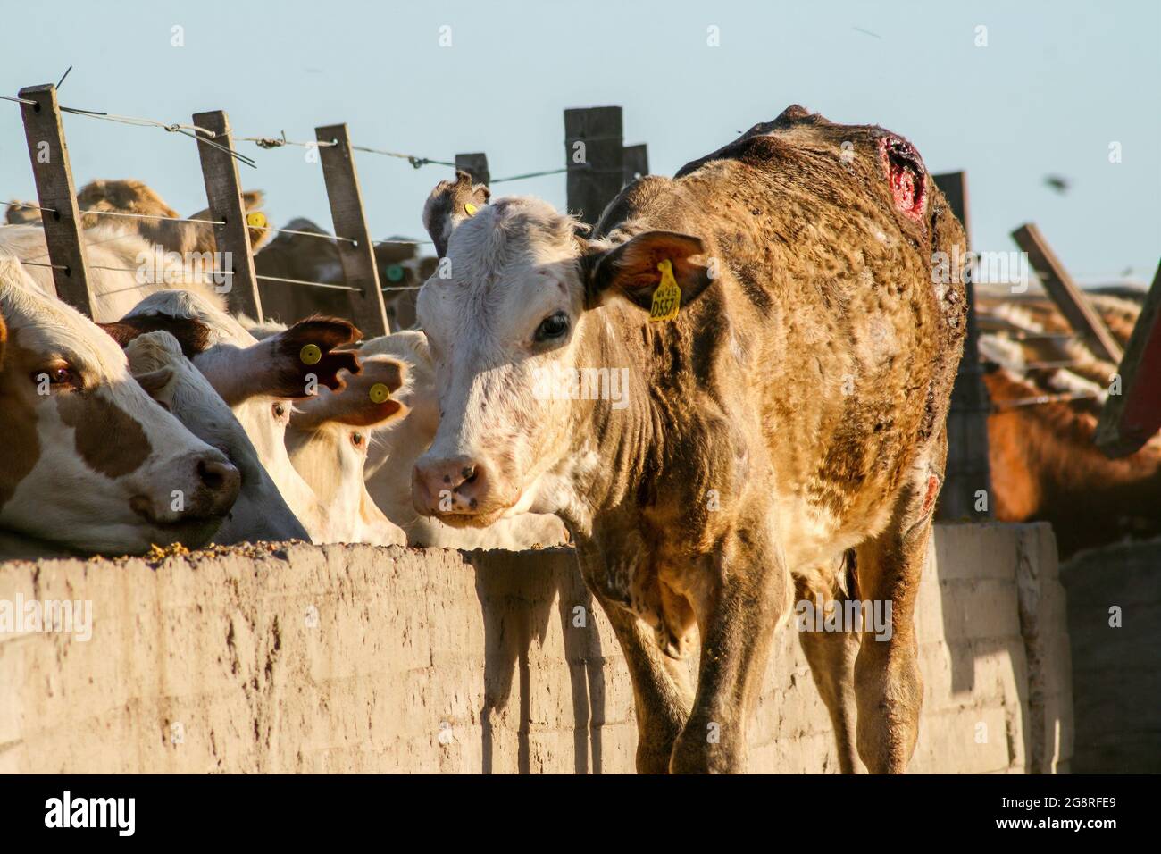 Injured cow on the edge of the corral Stock Photo - Alamy