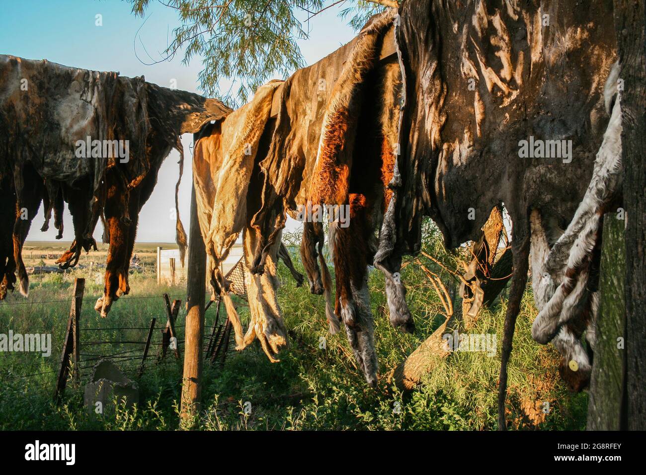 Cow skins drying in the sun in the countryside Stock Photo - Alamy