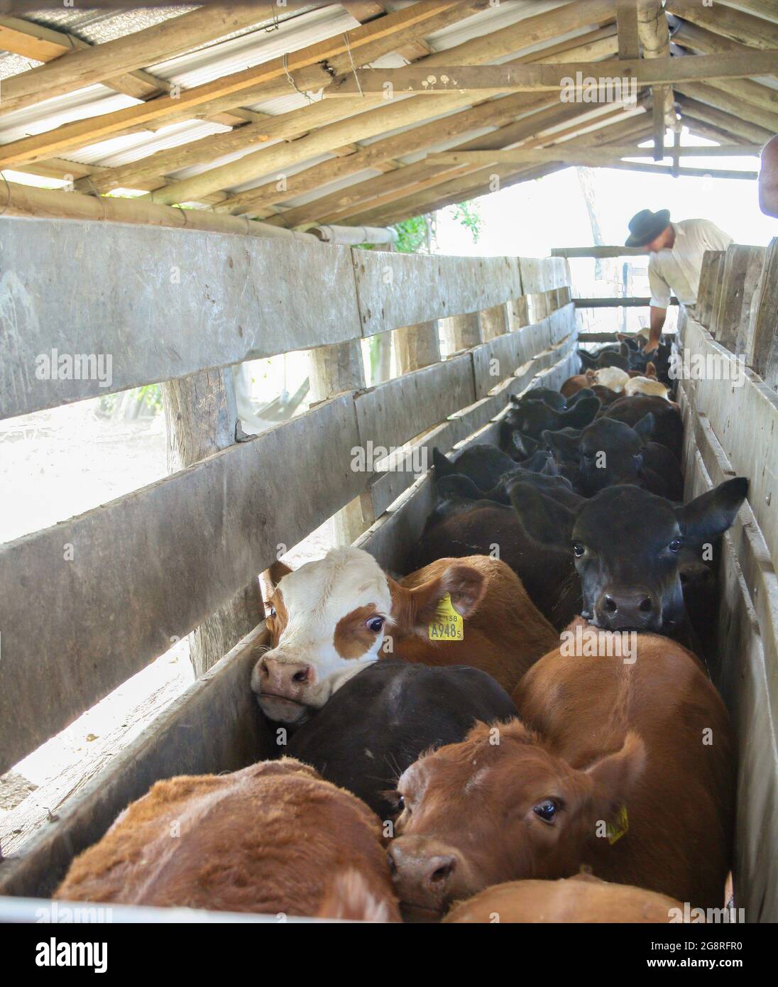 Group of many cattle in the livestock Stock Photo - Alamy