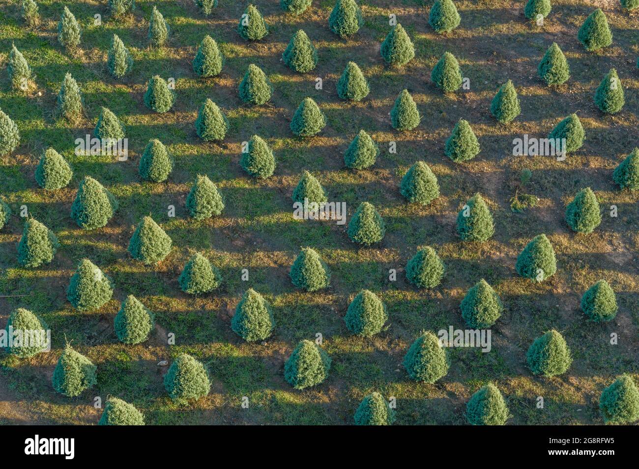 christmas Tree Farm in Covington, Georgia Stock Photo - Alamy