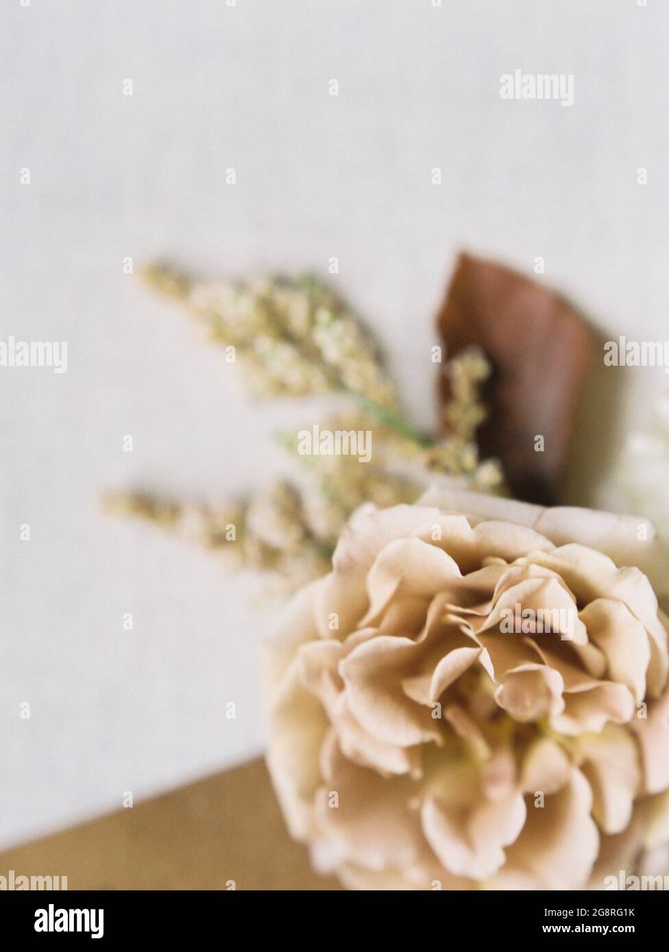 Taupe rose hi-res stock photography and images - Alamy