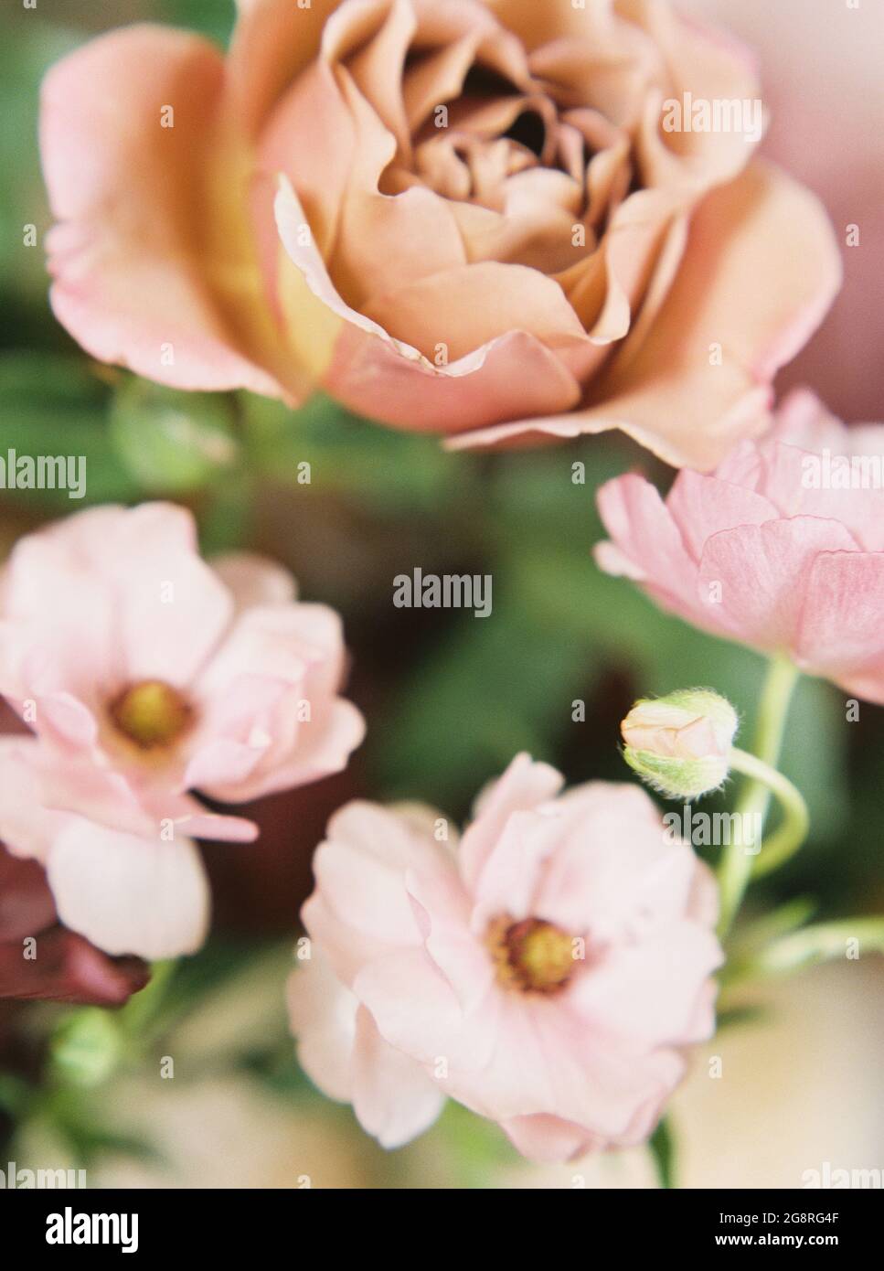 Tan flowers hi-res stock photography and images - Alamy
