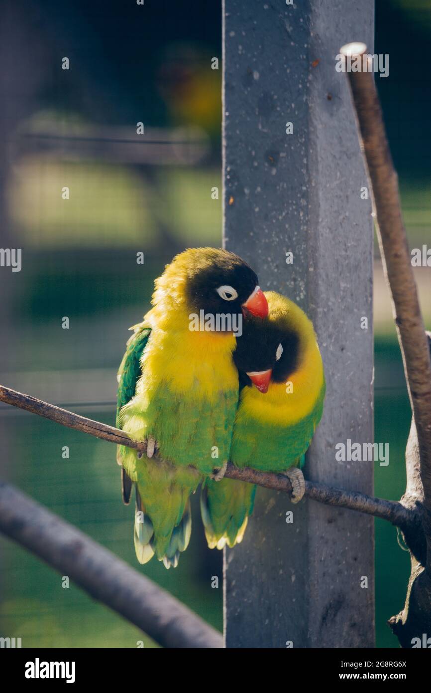 Pictures Of Love Birds