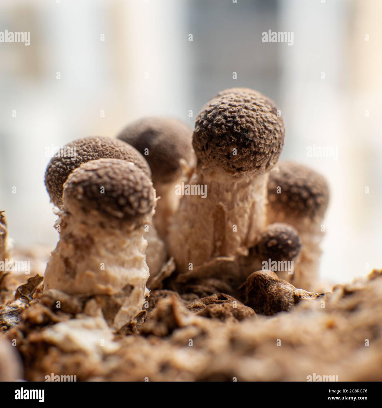 Shiitake Mushroom growing (Lentinula edodes Stock Photo - Alamy