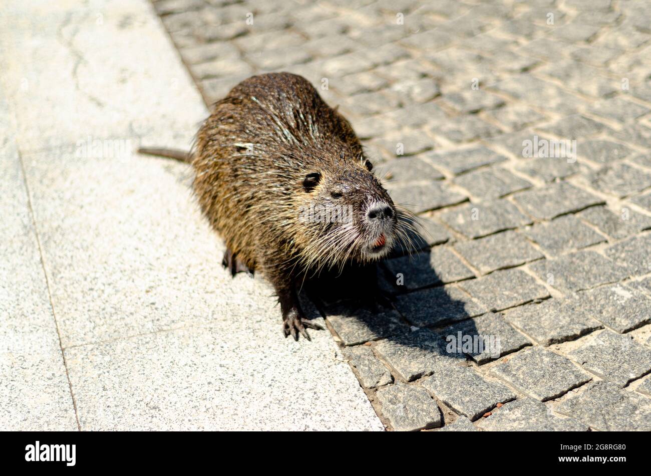 Nutria rat hi-res stock photography and images - Alamy