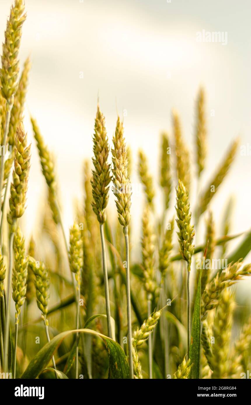 Germ free hi-res stock photography and images - Alamy