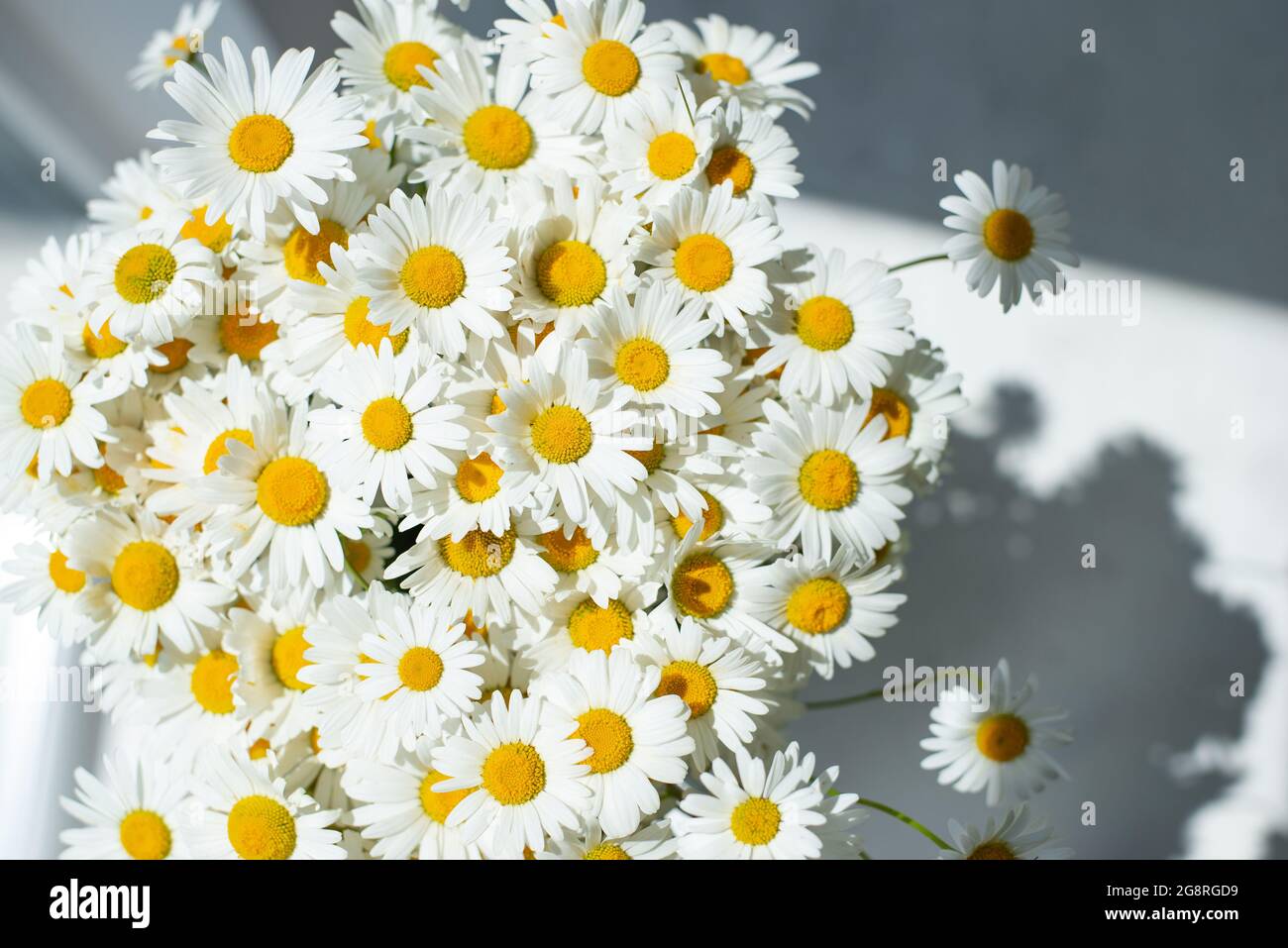 Close-up of daisy flowers. Chamomile on the sun Stock Photo - Alamy