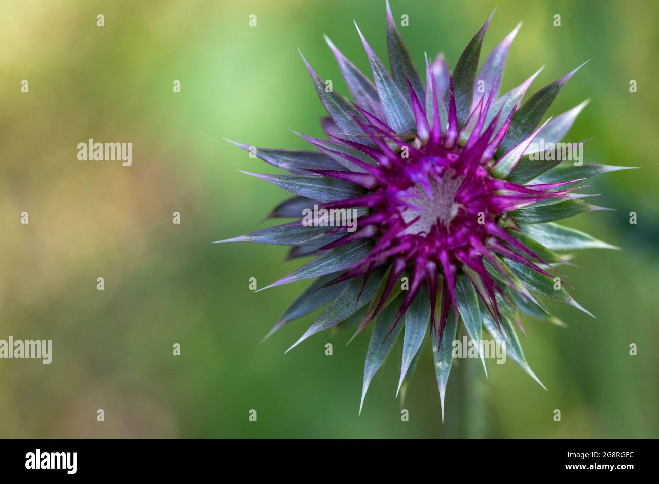 Scottish flower hi-res stock photography and images - Alamy