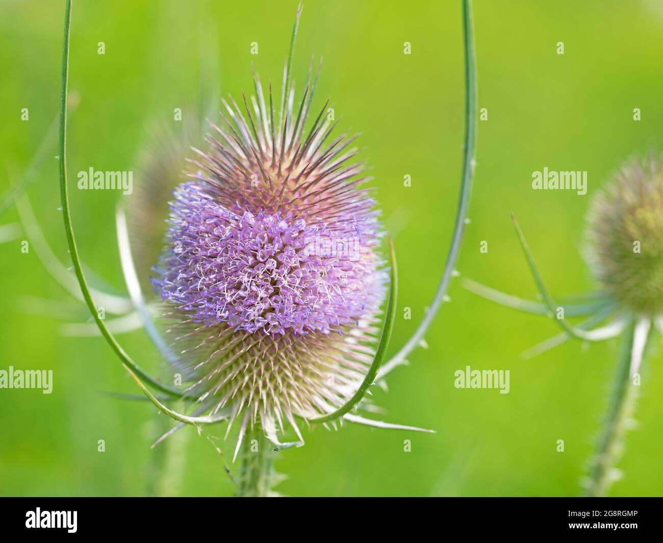 Flowering wild teasel in a close up Stock Photo - Alamy