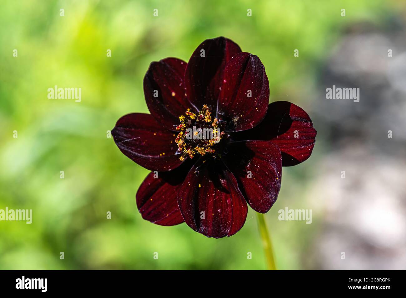 Chocolate cosmos hi-res stock photography and images - Alamy