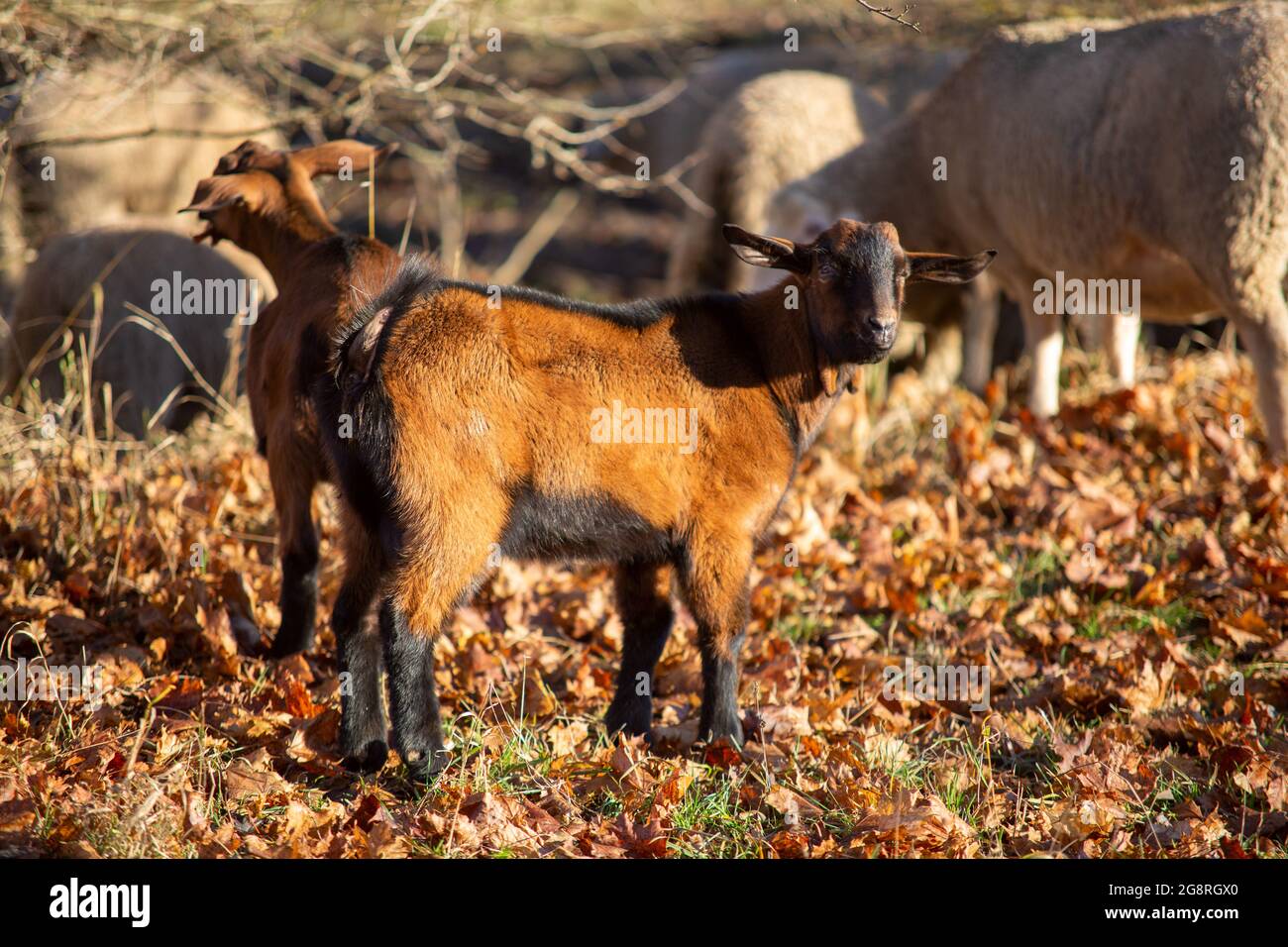 Funny ram hi-res stock photography and images - Alamy