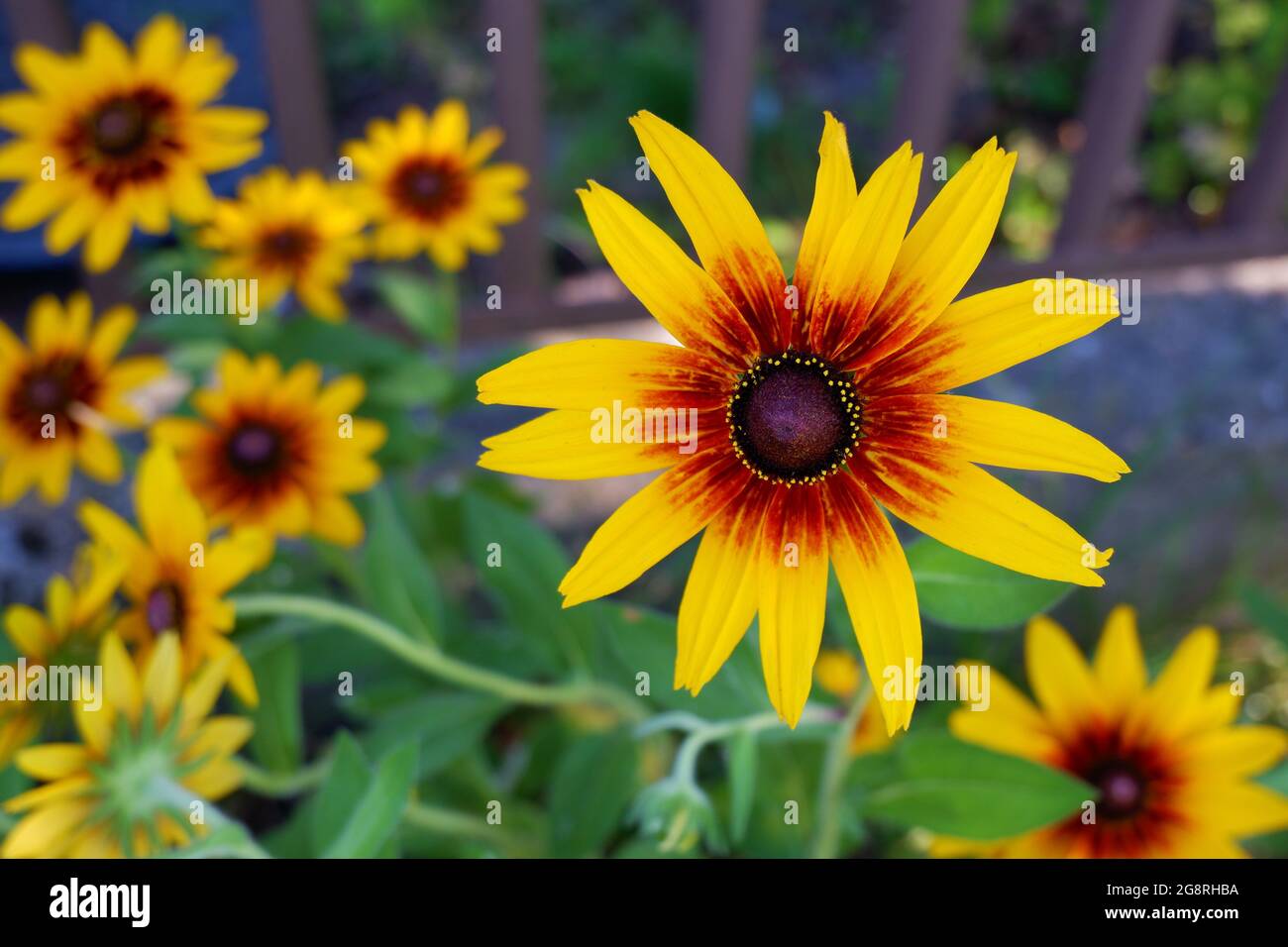 Closeup of Black-eyed Susan. Beautiful yellow flowers Stock Photo - Alamy