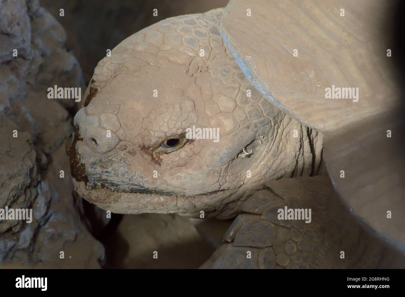 Land turtle hi-res stock photography and images - Alamy