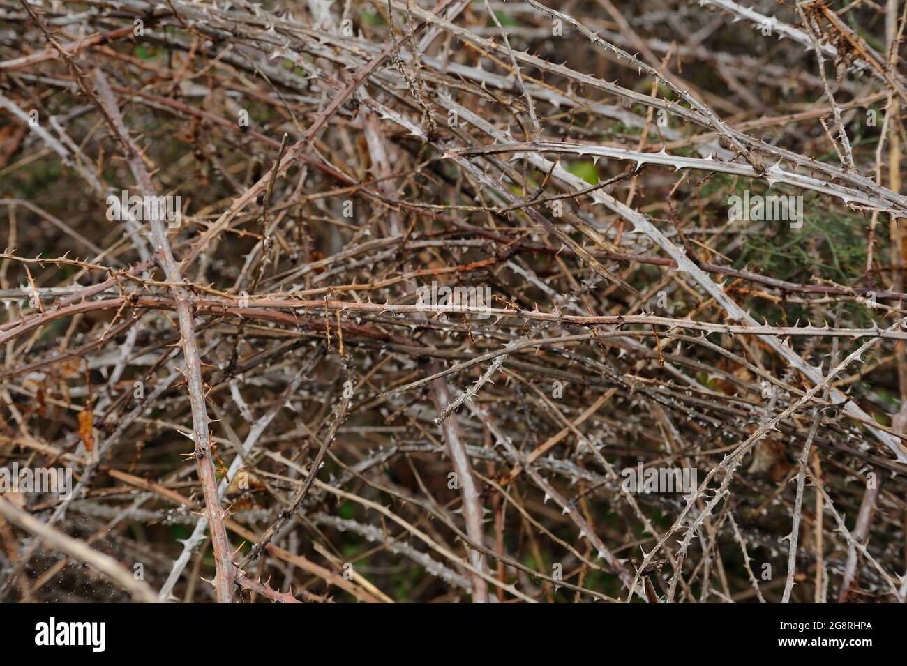 Dangerous field of crisscrossing dry brambles Stock Photo - Alamy