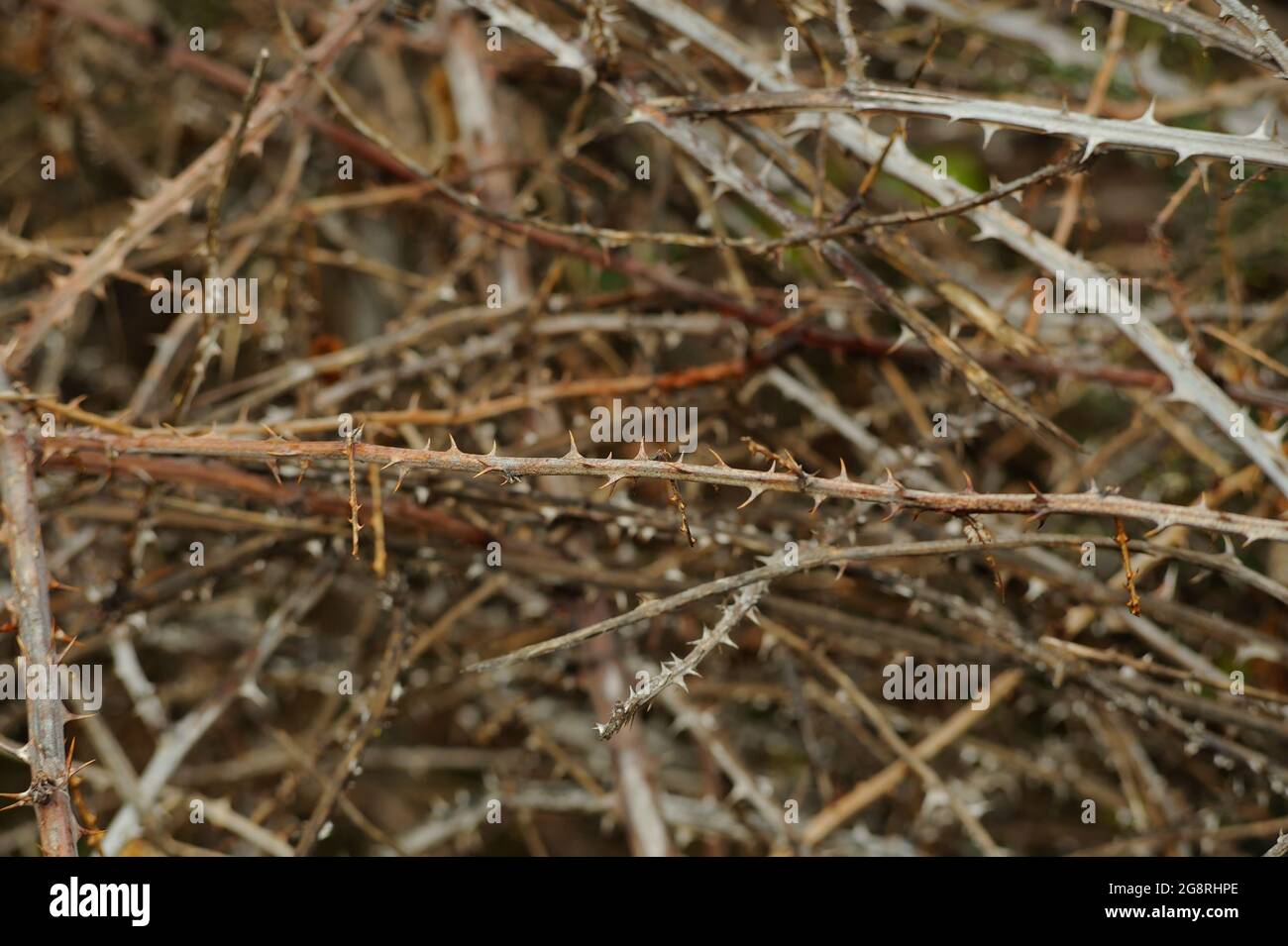 Field of crisscrossing dry brambles detail Stock Photo - Alamy