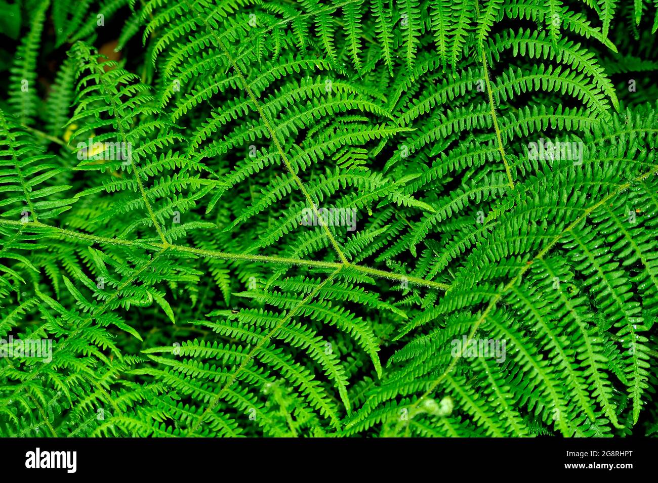 Wild common bracken plants background Stock Photo - Alamy