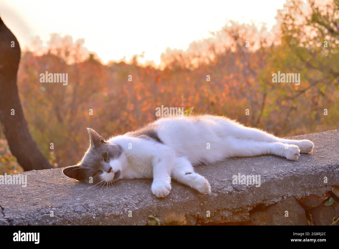 Beautiful cat enjoying last sun rays in the afternoon Stock Photo - Alamy