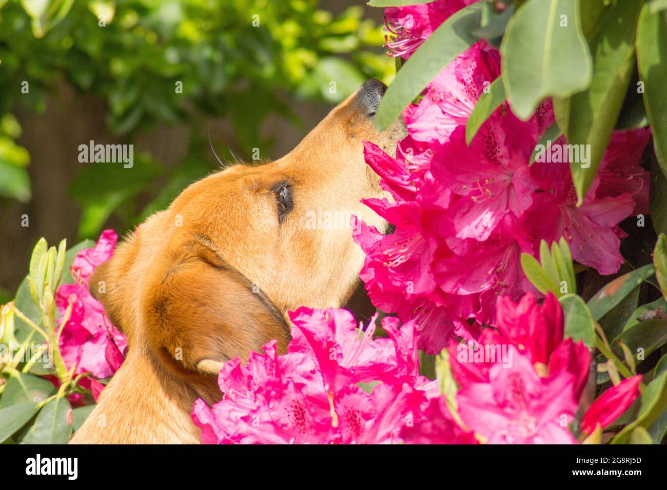Selective focus shot of a dog smelling flowers under sunlight Stock ...