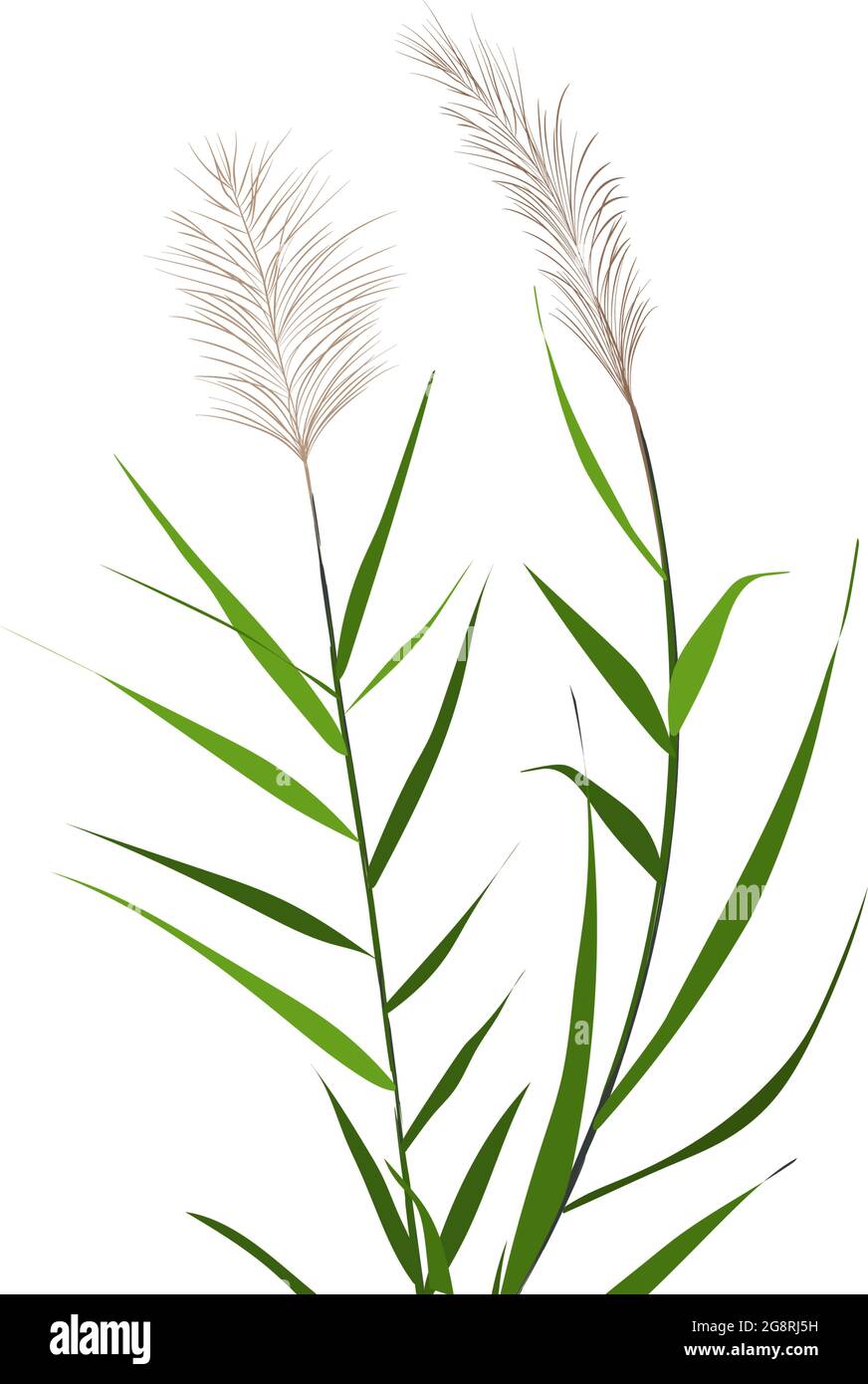 Cane silhouette on white background.Vector hand drawing sketch Stock ...