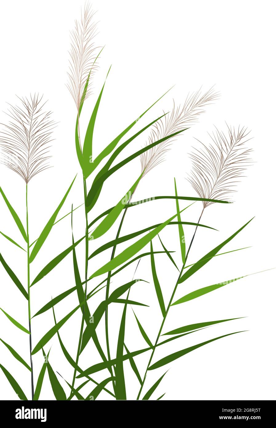 Small puddle water on white background Cut Out Stock Images & Pictures ...