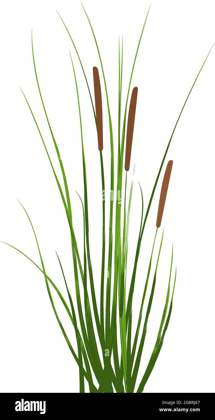 Cane silhouette on white background.Vector hand drawing sketch Stock ...