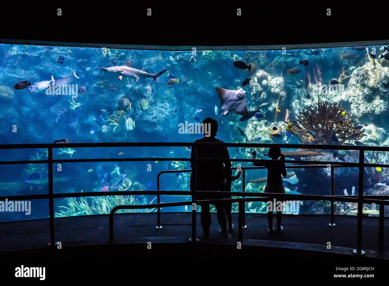 Large aquarium view of fish with people silhouetted Stock Photo - Alamy