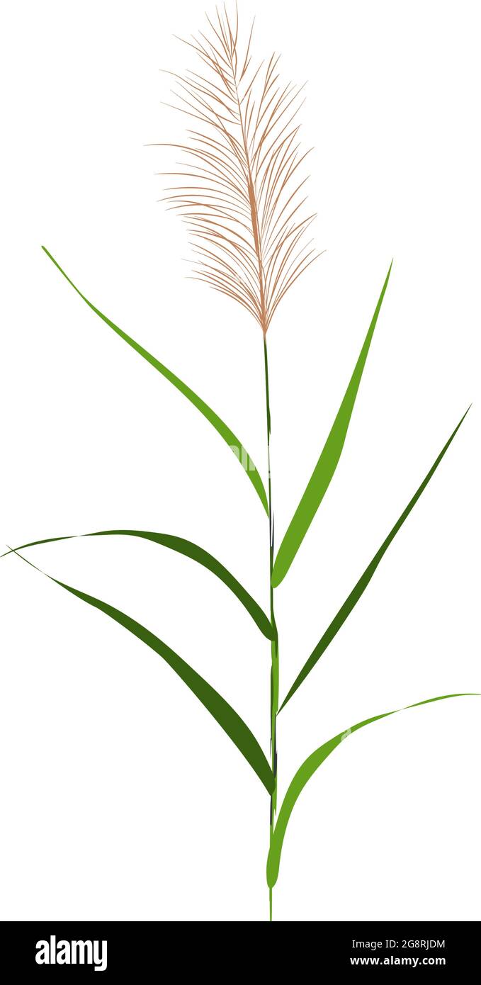 Cane silhouette on white background.Vector hand drawing sketch Stock ...