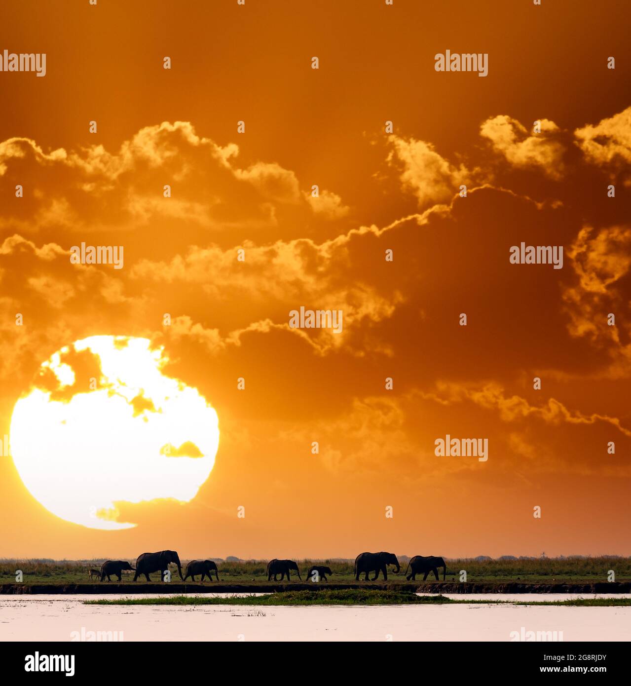 Profile view of group of elephants in a row against sun Stock Photo - Alamy