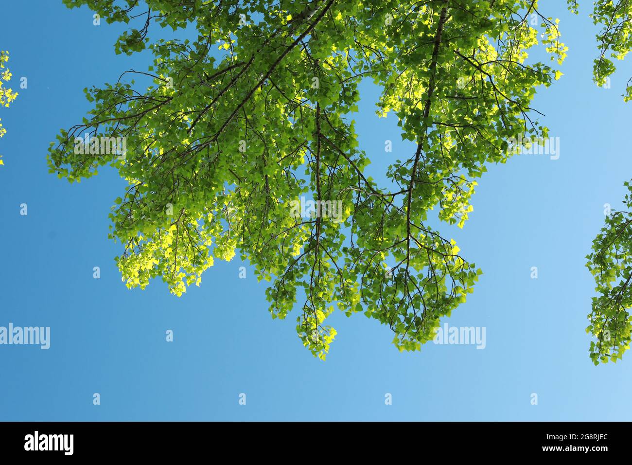 Big tea tree hi-res stock photography and images - Alamy