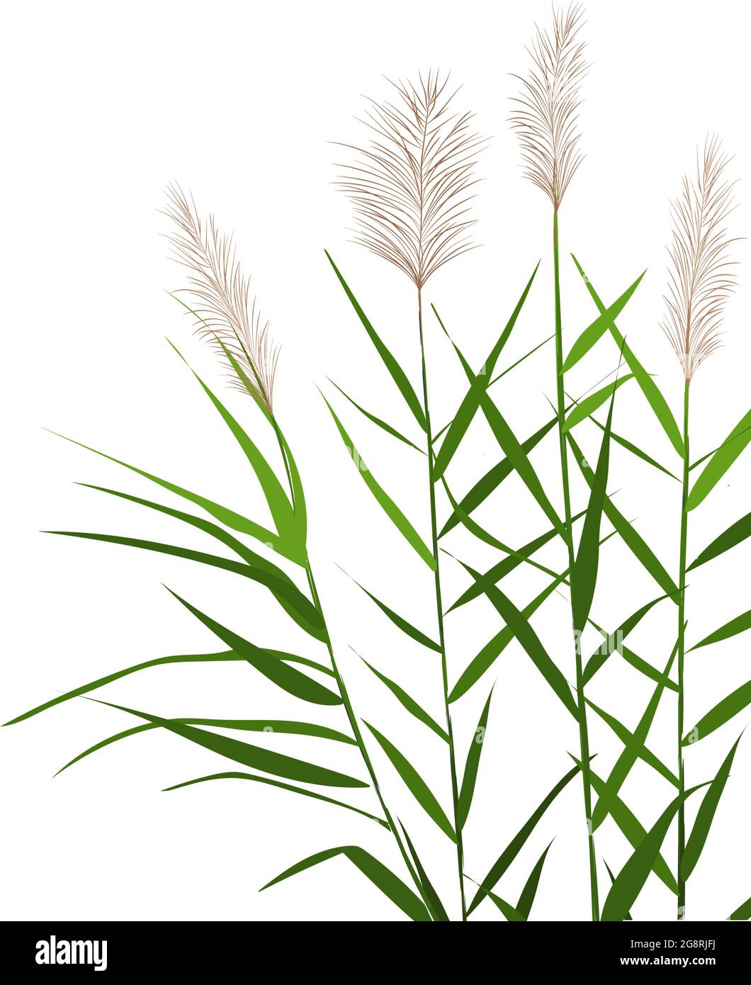 Cane silhouette on white background.Vector hand drawing sketch Stock ...