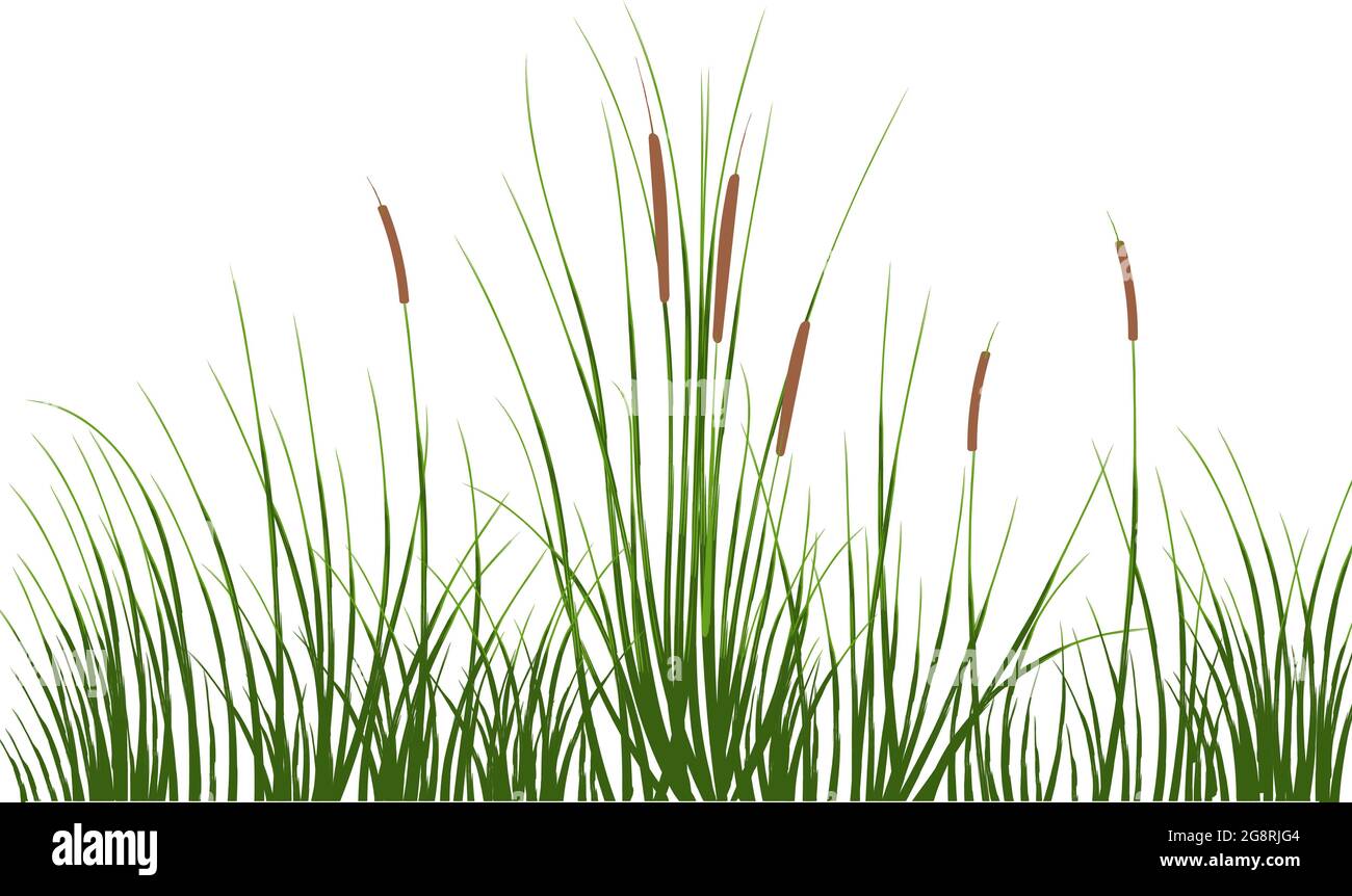 Cane silhouette on white background.Vector hand drawing sketch Stock ...