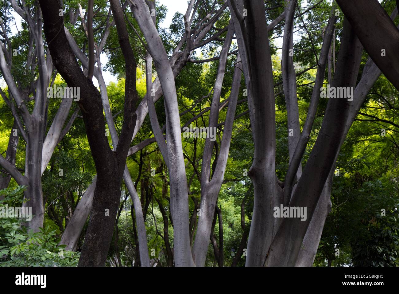 Querétaro - Alameda Miguel Hidalgo Trees Stock Photo - Alamy