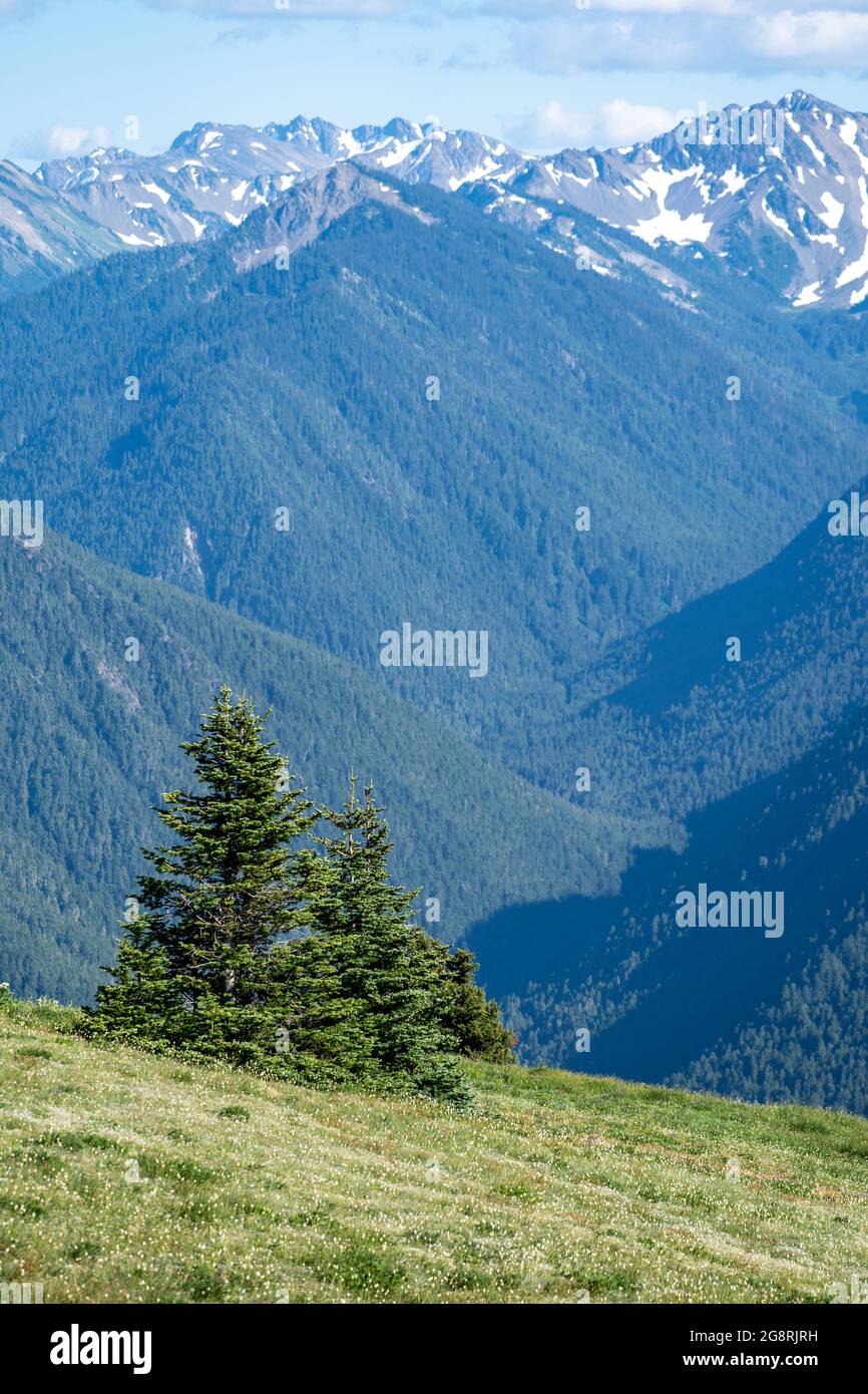 Trees growing along a sloped mountainside at Hurricane Ridge in Olympic ...