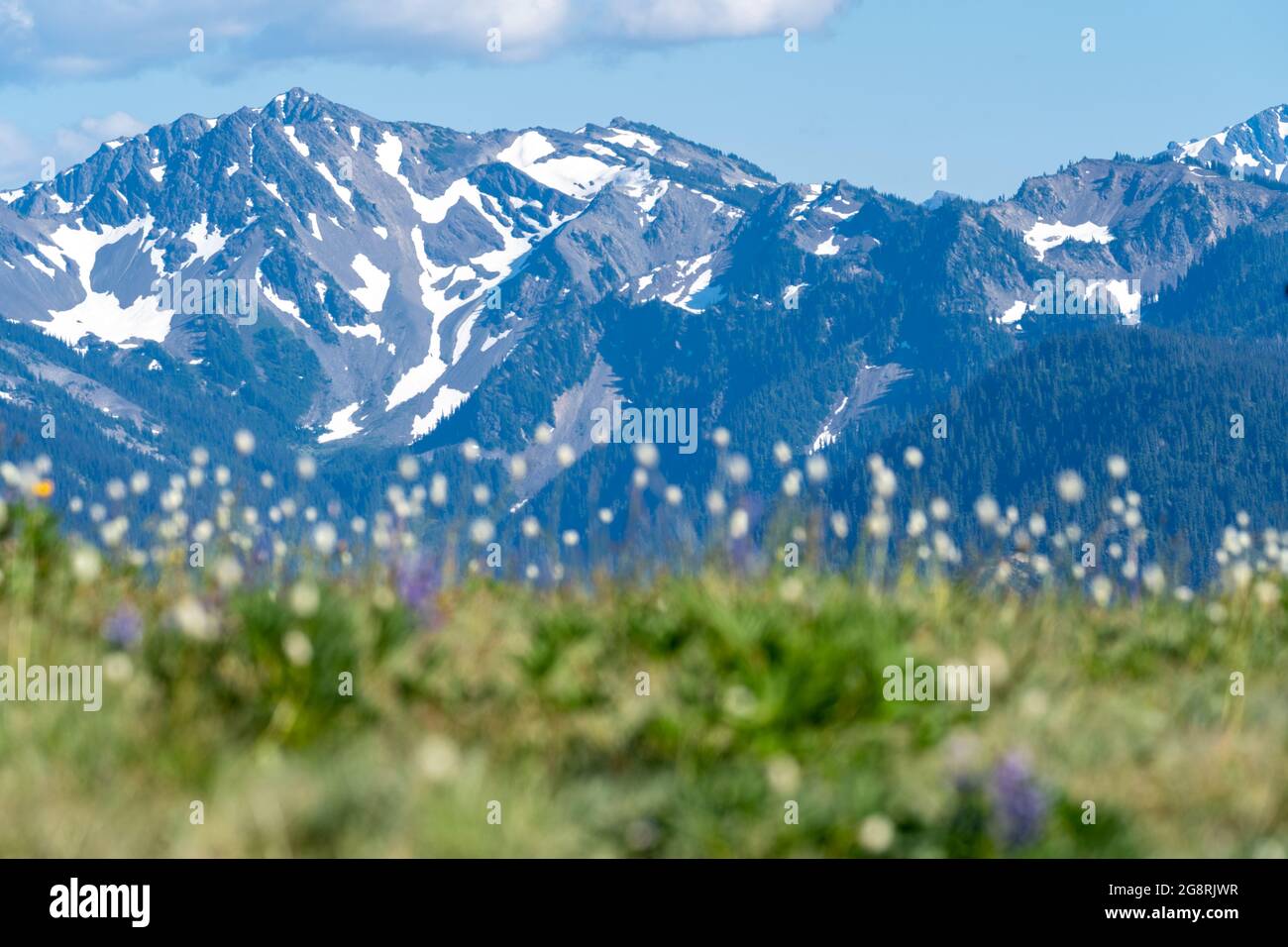 Wildflowers at Hurricane Ridge in Olympic National Park, with only ...