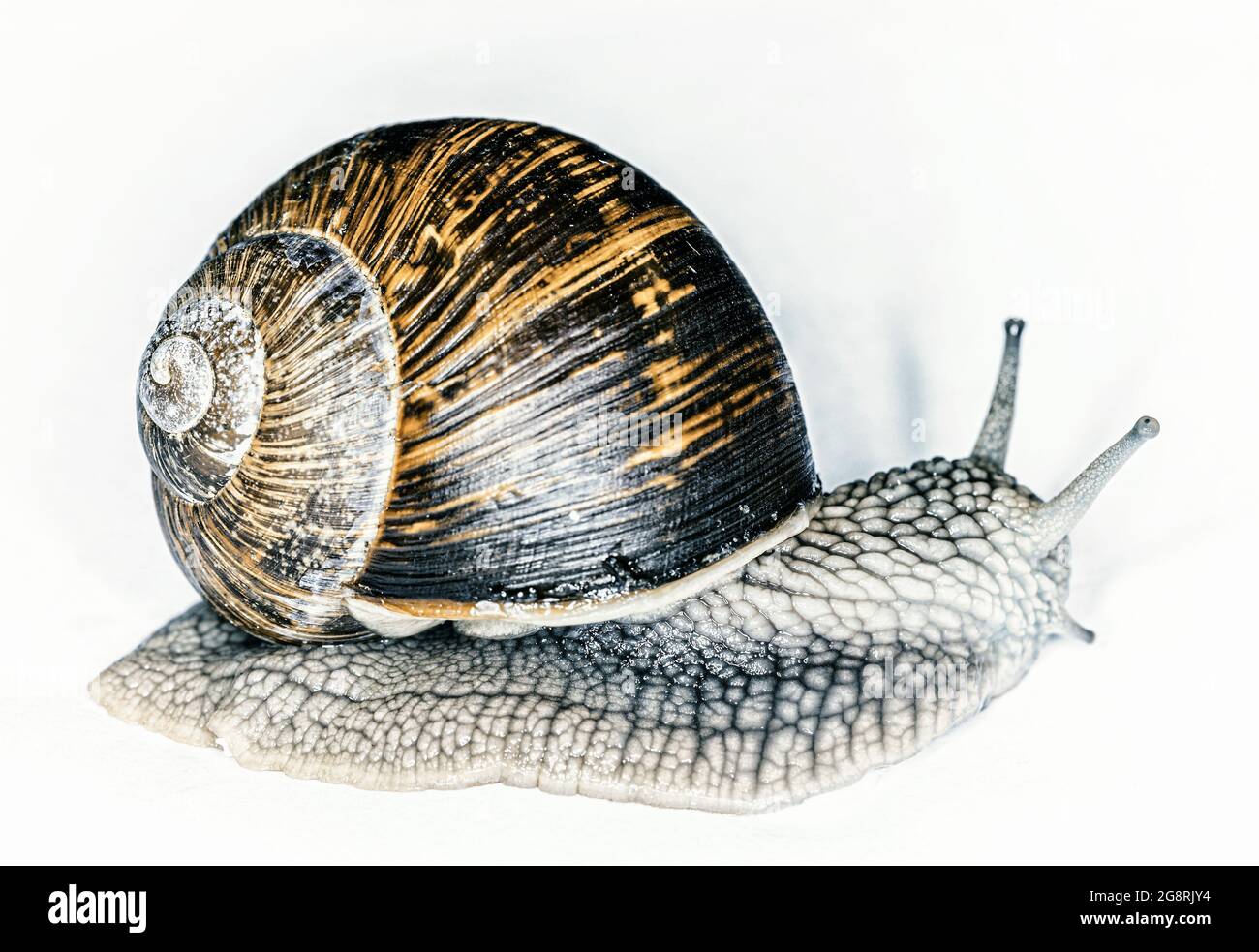 Slow animal Cut Out Stock Images & Pictures - Alamy