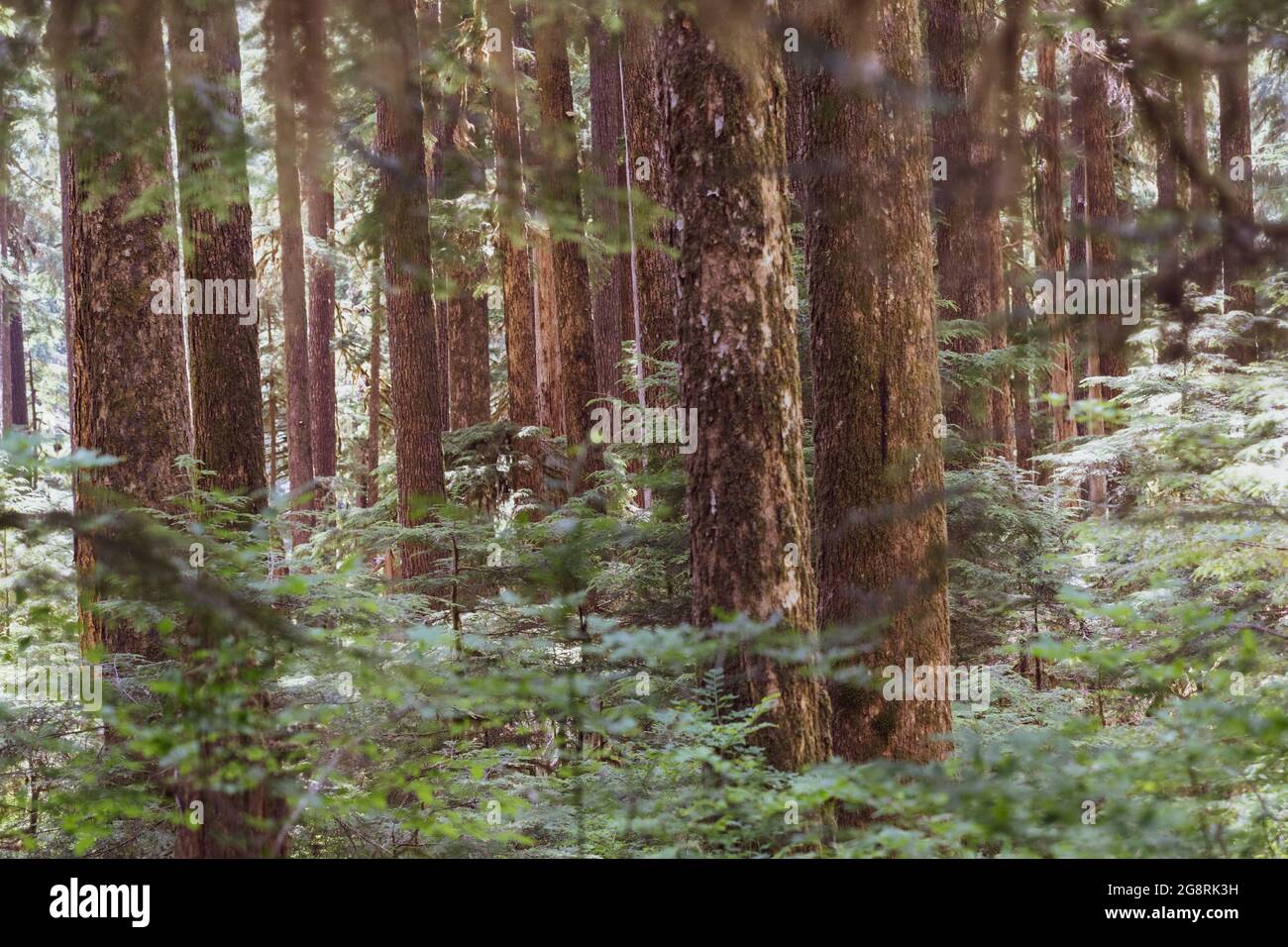 Sol duc springs trail hi-res stock photography and images - Alamy