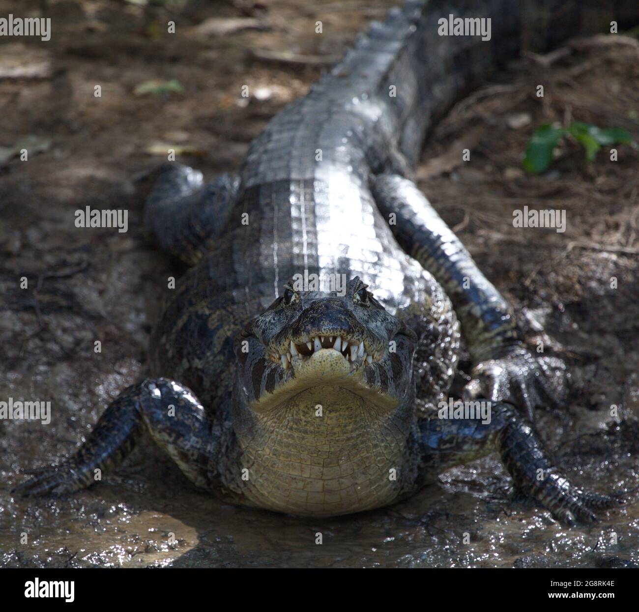Closeup of Black Caiman (Melanosuchus niger) on riverbank looking at ...