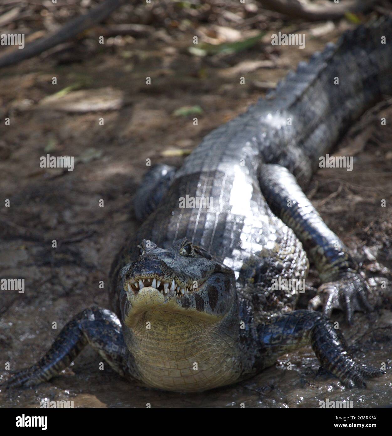 Closeup of Black Caiman (Melanosuchus niger) on riverbank staring at ...