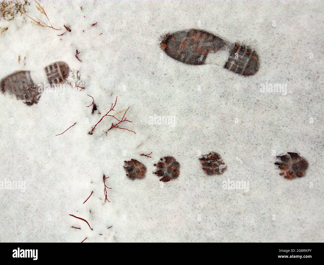 Mouse footprints hi-res stock photography and images - Alamy