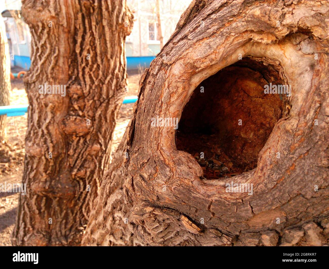 Tree with a deep hollow. Silent scream of nature. Nature calls for help ...