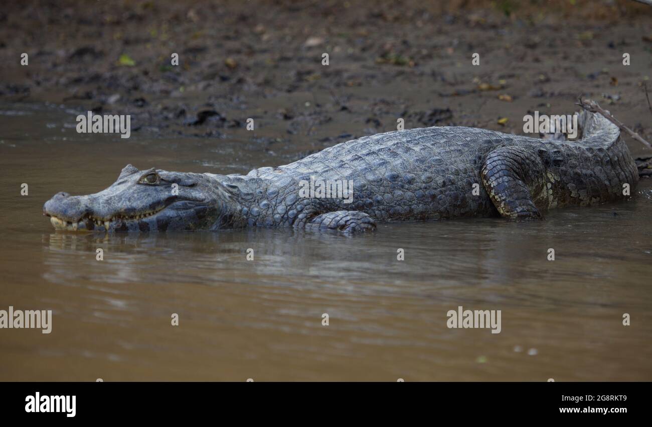 Closeup portrait of Black Caiman (Melanosuchus niger) entering water ...