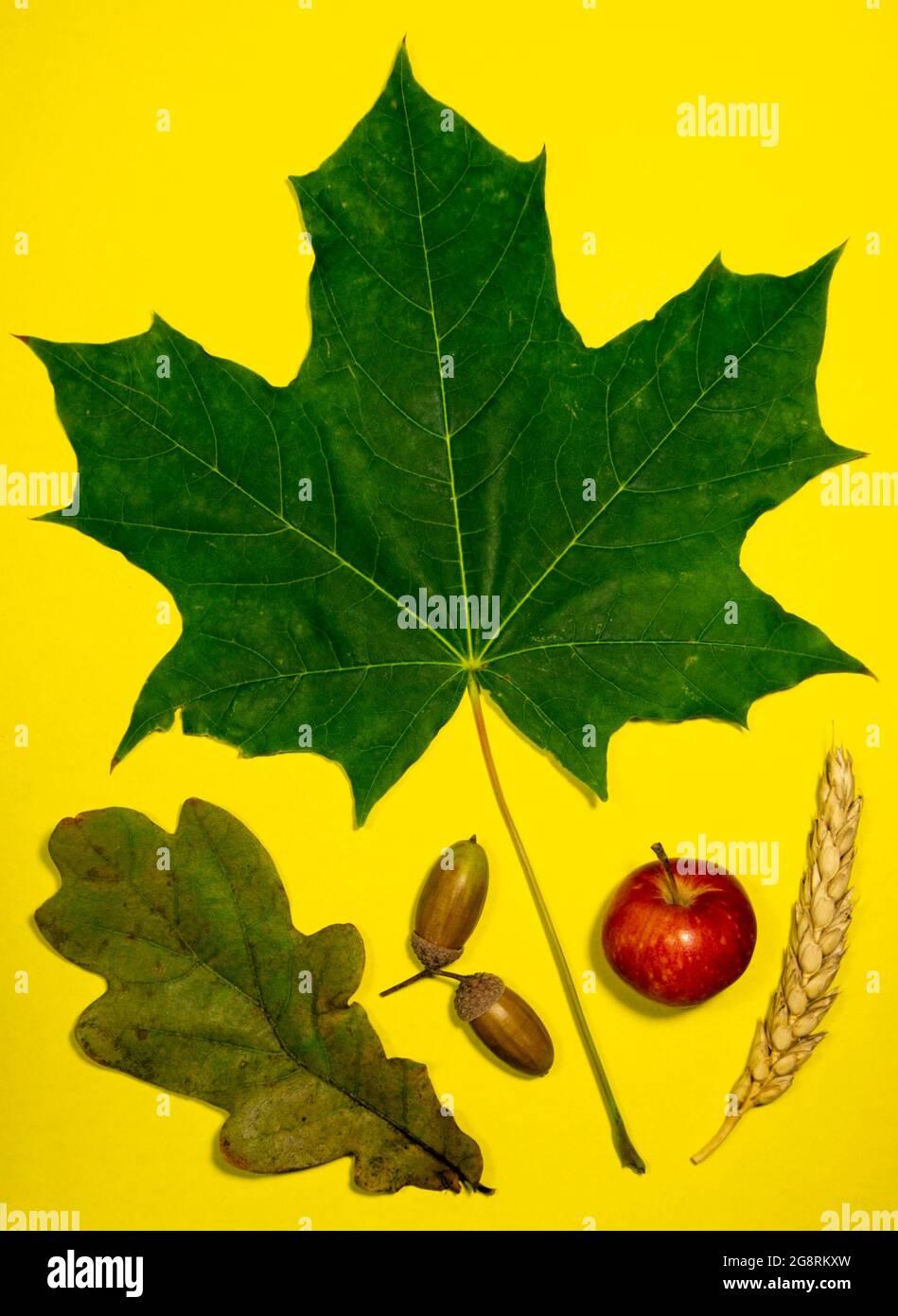 Symbols of the autumn season of the year. Items that autumn is ...