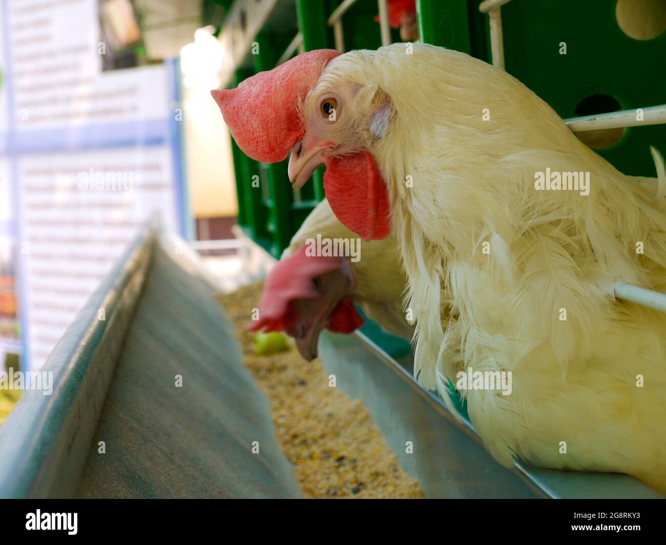 Chickens, hens and roosters in separate compartments with feeding ...