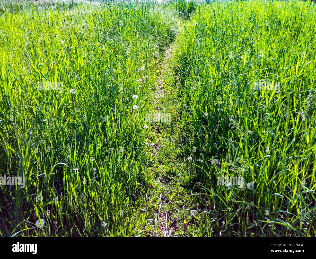 The way to natural (without genetically modified organisms) agriculture ...